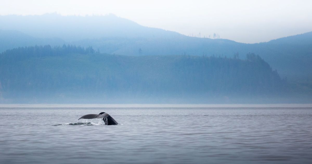 NEW Mediation Service Now Available | BC Energy Regulator (BCER)